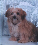 Lovable Companions: Home of the Ocherese Companion Dog