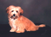 Lovable Companions: Home of the Ocherese Companion Dog