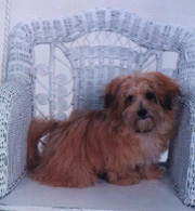 Lovable Companions: Home of the Ocherese Companion Dog