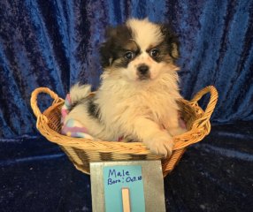 Lovable Companions : Home Of The Ocherese