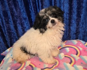 Lovable Companions : Home Of The Ocherese