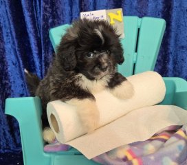 Lovable Companions : Home Of The Ocherese