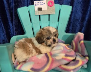 Lovable Companions : Home Of The Ocherese