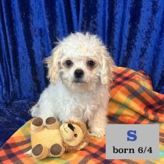 Lovable Companions : Home Of The Ocherese