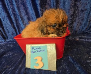 Lovable Companions : Home Of The Ocherese