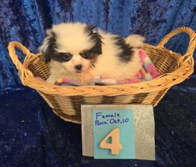 Lovable Companions : Home Of The Ocherese