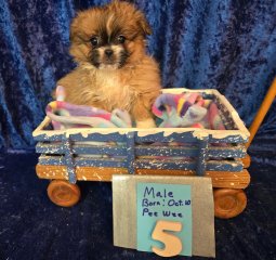 Lovable Companions : Home Of The Ocherese