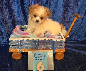 Lovable Companions : Home Of The Ocherese