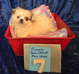 Lovable Companions : Home Of The Ocherese