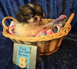 Lovable Companions : Home Of The Ocherese